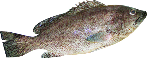 Hammour Fish - Danube